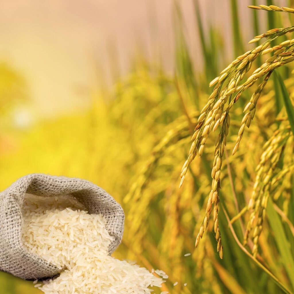 Home 02 - Mayan and Mayan